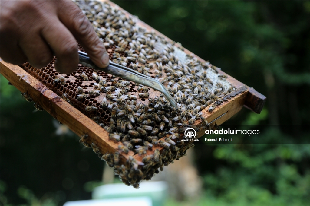 İranlı arıcılar Hirkani Ormanları'nın zengin florasında doğal bal ...