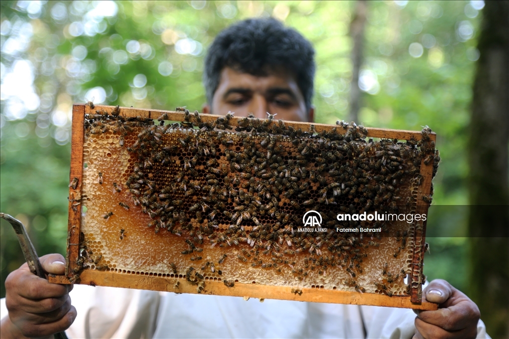 İranlı arıcılar Hirkani Ormanları'nın zengin florasında doğal bal ...