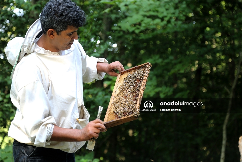 İranlı arıcılar Hirkani Ormanları'nın zengin florasında doğal bal ...