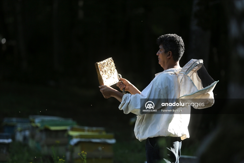 İranlı arıcılar Hirkani Ormanları'nın zengin florasında doğal bal ...