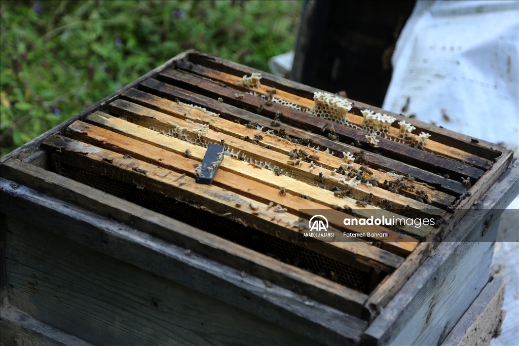 İranlı arıcılar Hirkani Ormanları'nın zengin florasında doğal bal ...
