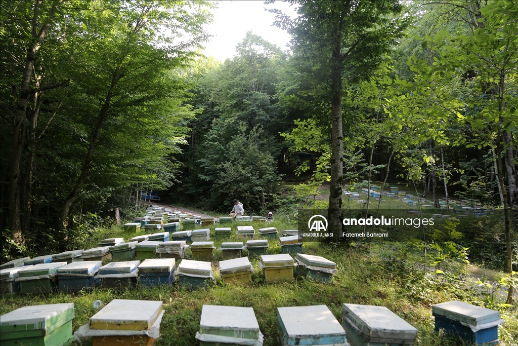 İranlı arıcılar Hirkani Ormanları'nın zengin florasında doğal bal ...