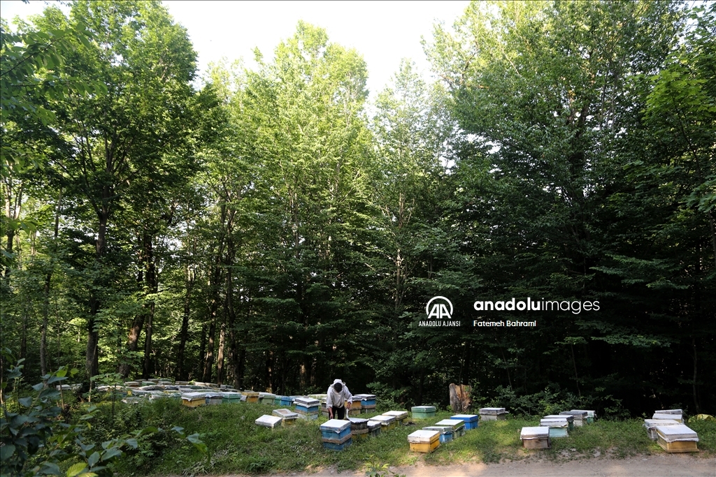 İranlı arıcılar Hirkani Ormanları'nın zengin florasında doğal bal ...