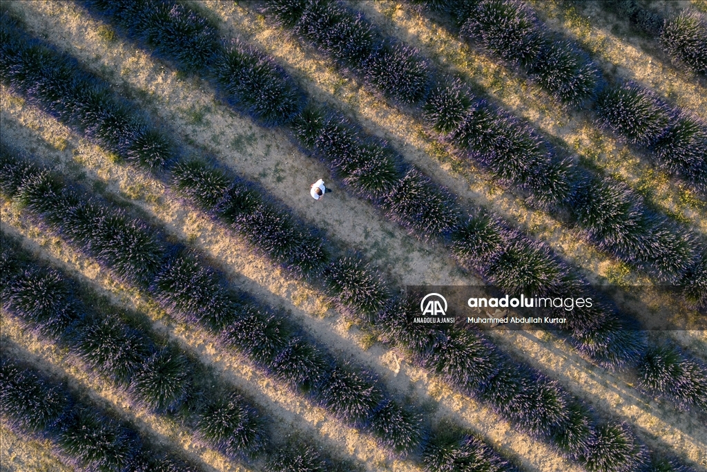 Lavanta bahçeleri hasat öncesi son ziyaretçilerini ağırlıyor - Anadolu ...