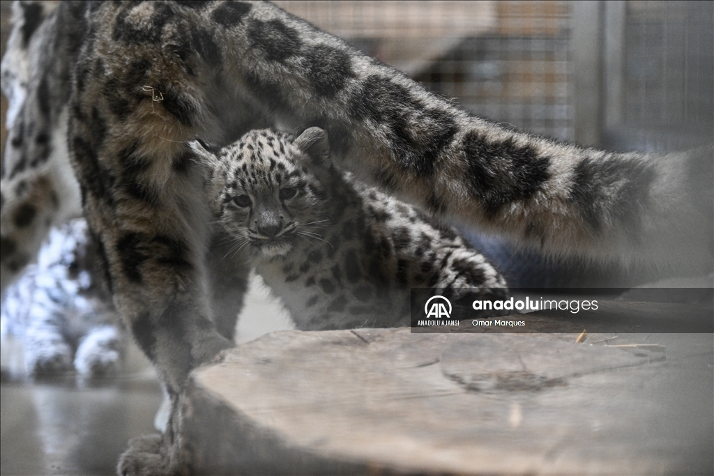 Wroclaw Hayvanat Bahçesi'nin bebek kar leoparları - Anadolu Ajansı