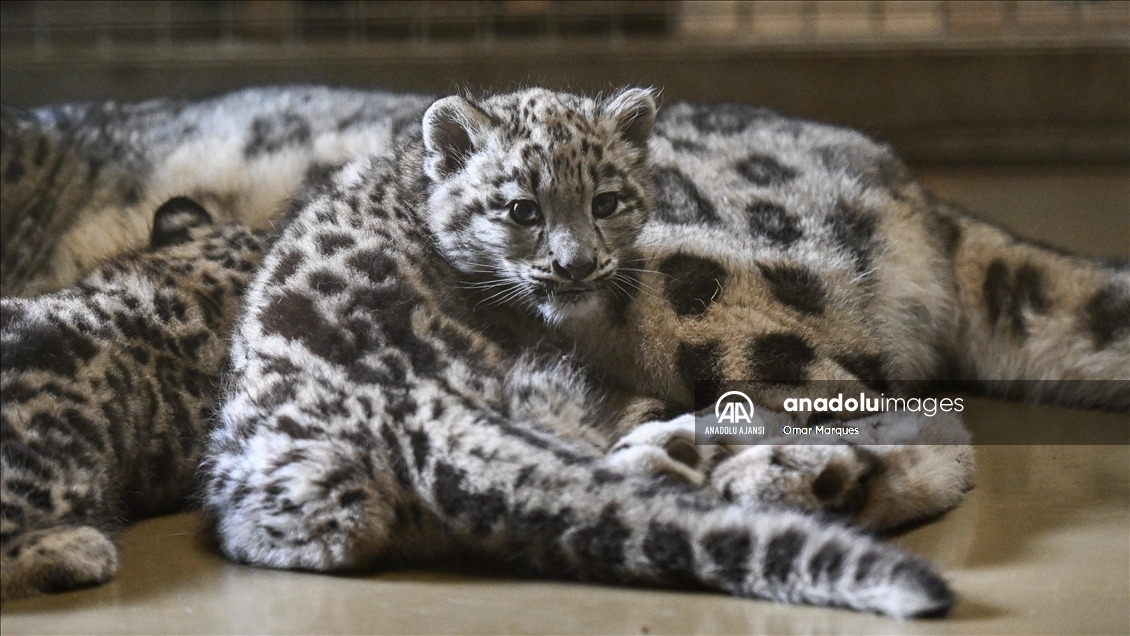 Wroclaw Hayvanat Bahçesi'nin bebek kar leoparları - Anadolu Ajansı