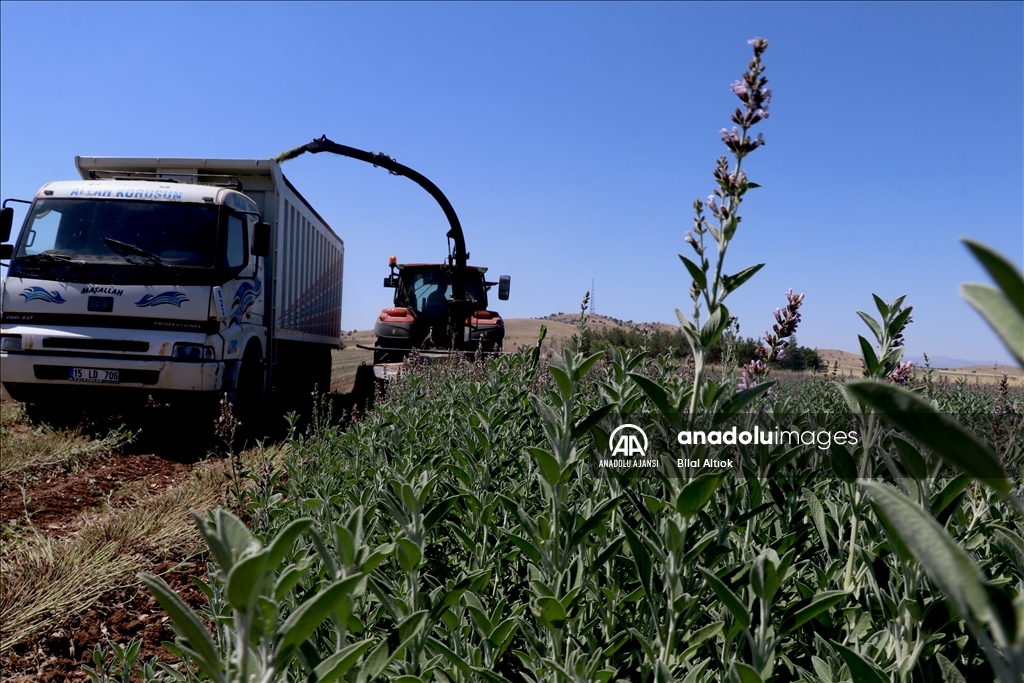 Bol yağışla boyu 1 metreyi aşan adaçayı silaj makinesiyle hasat ...