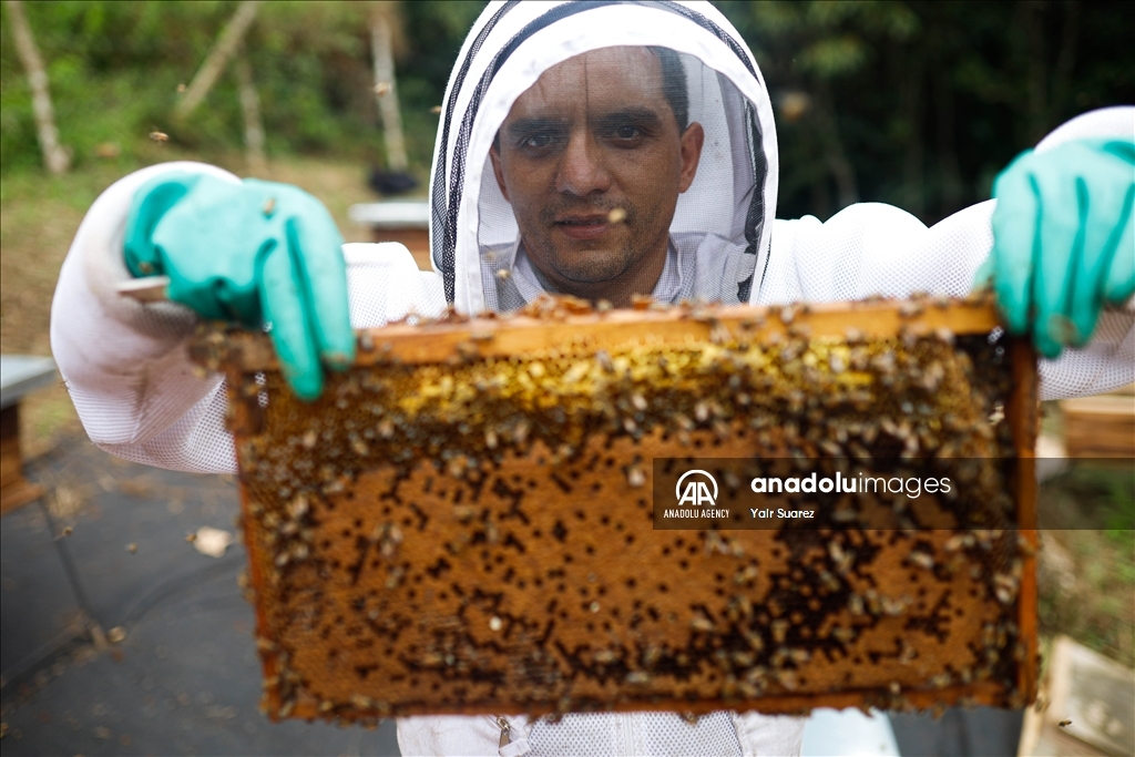 Beekeepers in Colombia prepare to face the El Nino Phenomenon - Anadolu ...