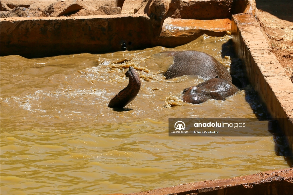 Gabi, the first elephant born through in vitro fertilization in ...