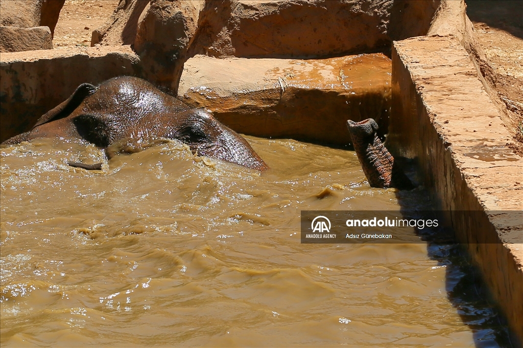 Gabi, the first elephant born through in vitro fertilization in ...