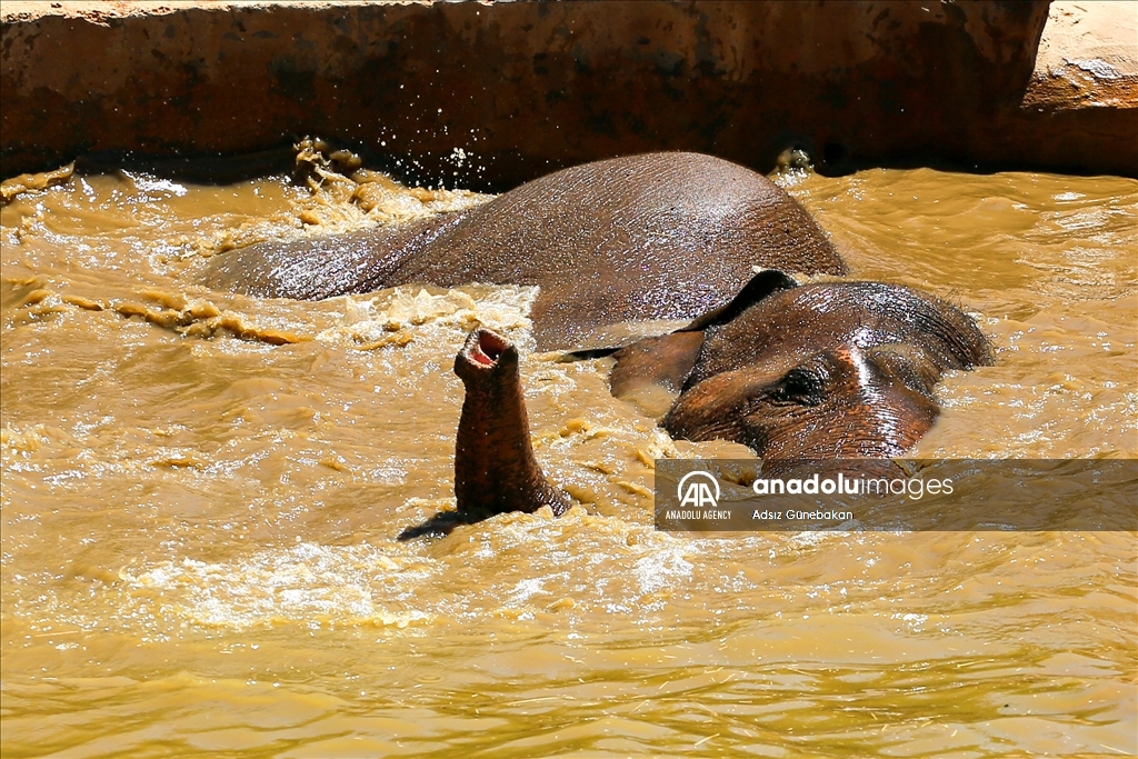 Gabi, the first elephant born through in vitro fertilization in ...