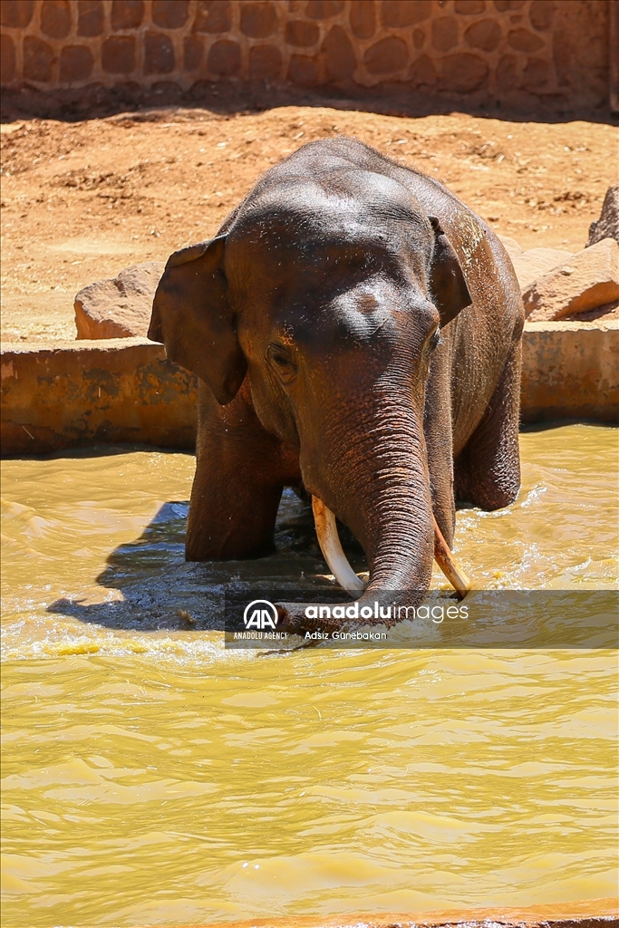 Gabi, the first elephant born through in vitro fertilization in ...