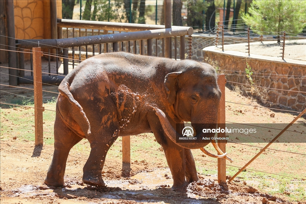 Gabi, the first elephant born through in vitro fertilization in ...