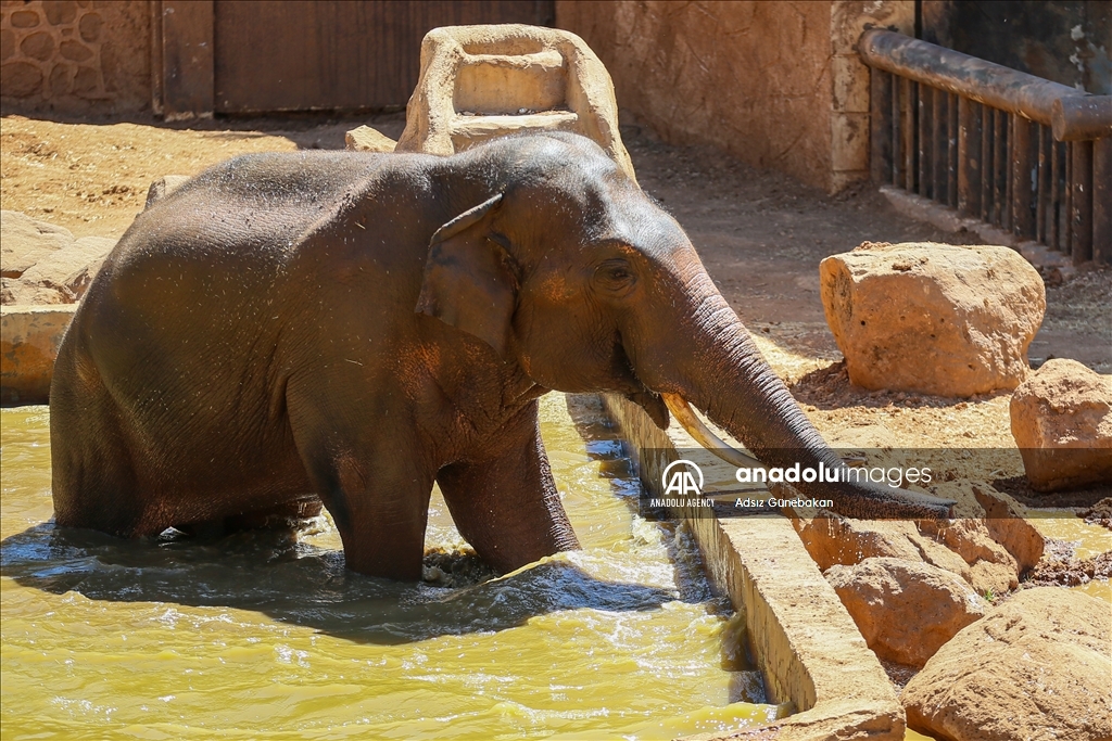 Gabi, the first elephant born through in vitro fertilization in ...