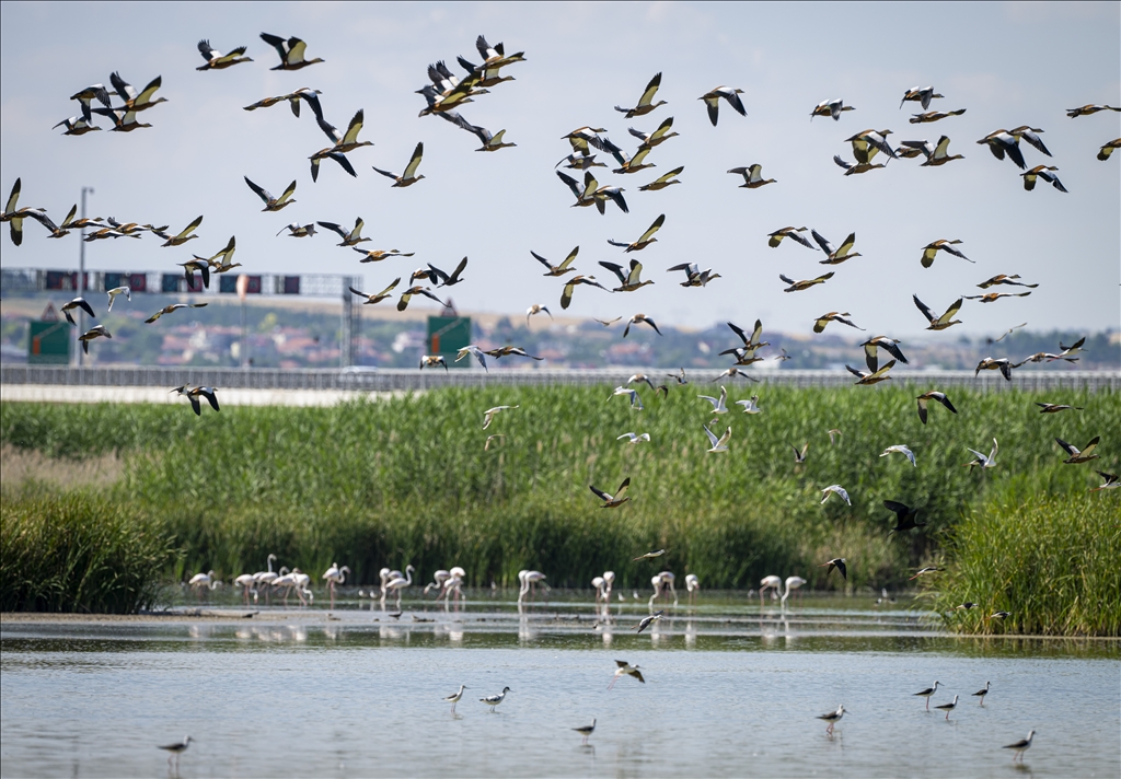 Migratory birds in Ankara's Golbasi - Anadolu Ajansı