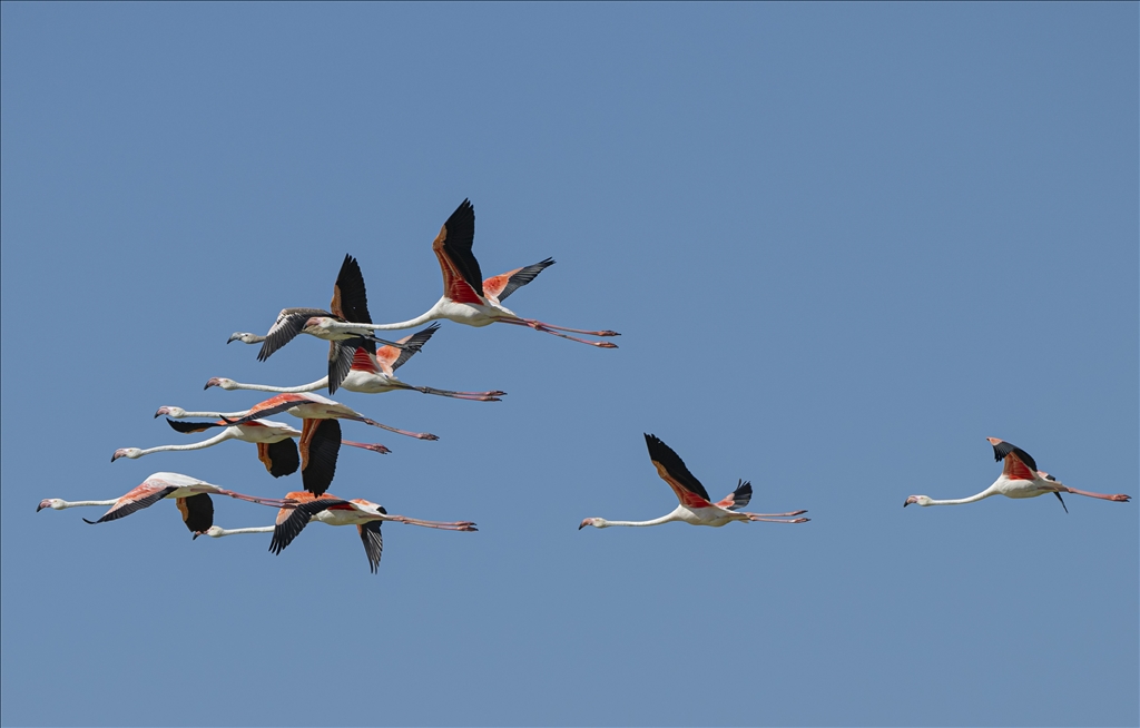Migratory birds in Ankara's Golbasi - Anadolu Ajansı