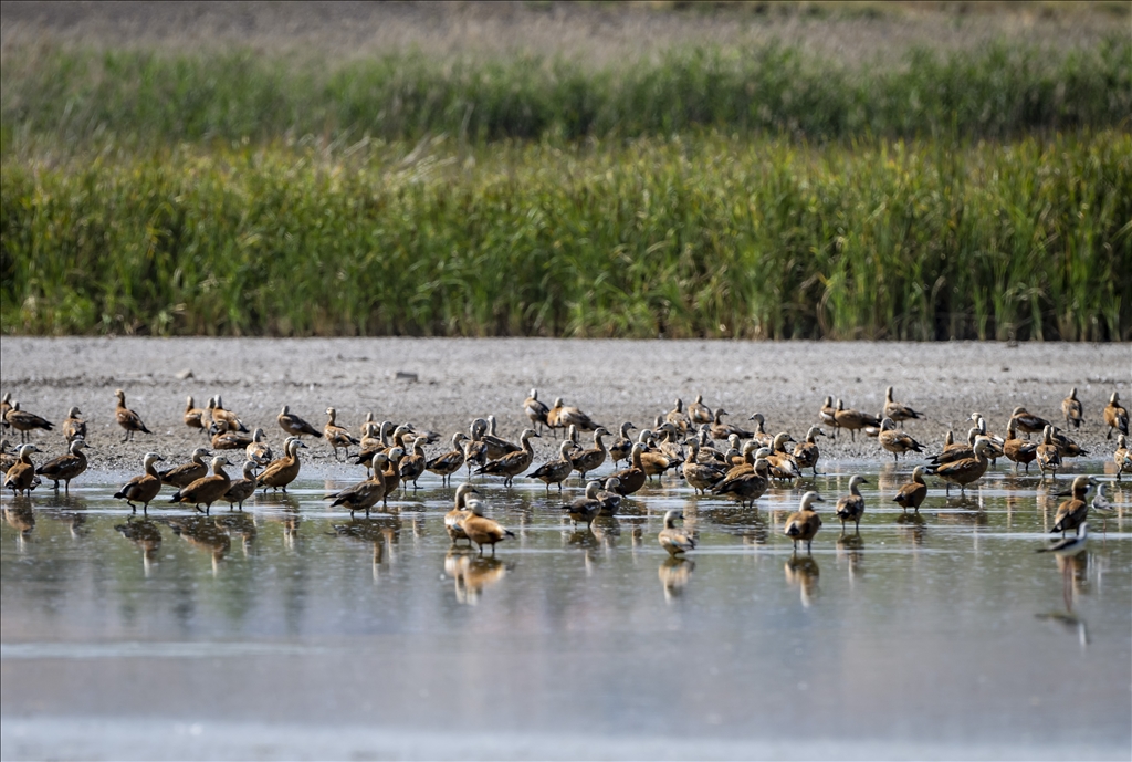 Migratory birds in Ankara's Golbasi - Anadolu Ajansı