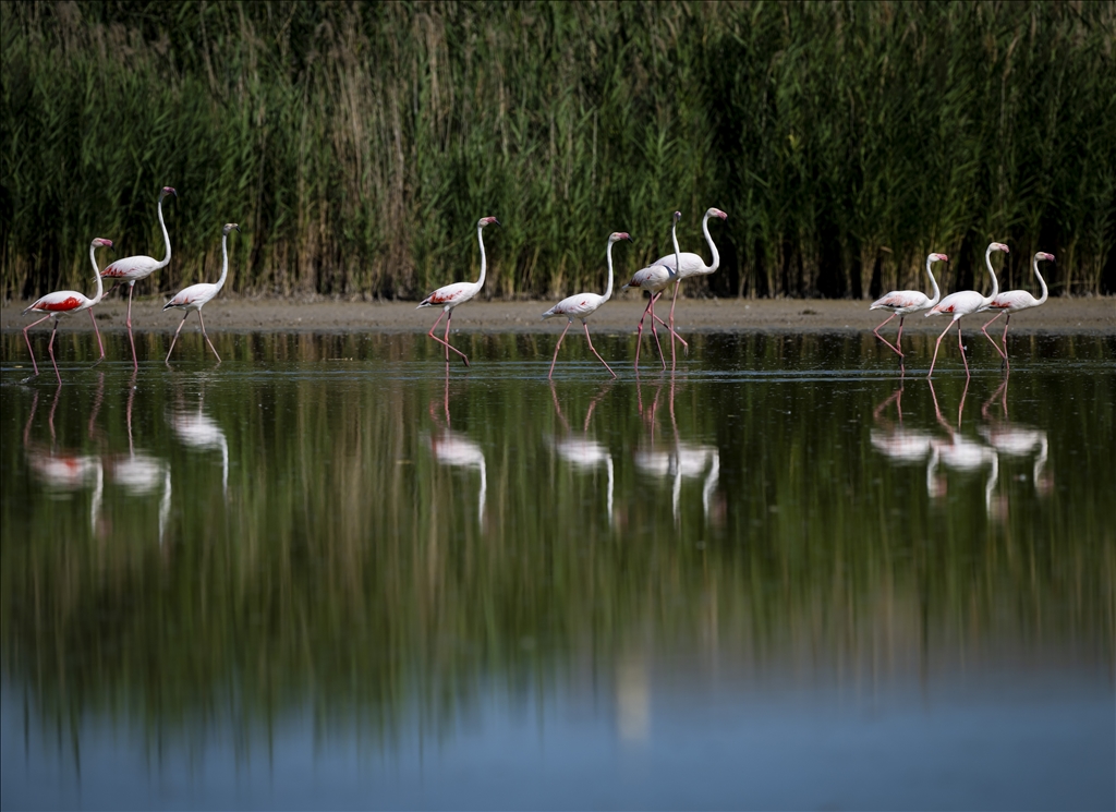 Migratory birds in Ankara's Golbasi - Anadolu Ajansı