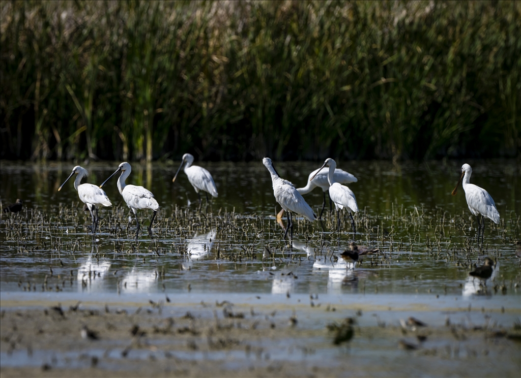 Migratory birds in Ankara's Golbasi - Anadolu Ajansı