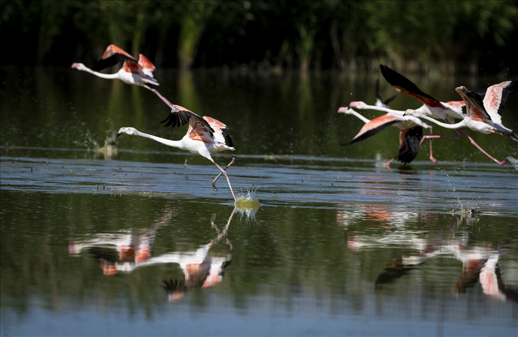 Migratory birds in Ankara's Golbasi - Anadolu Ajansı