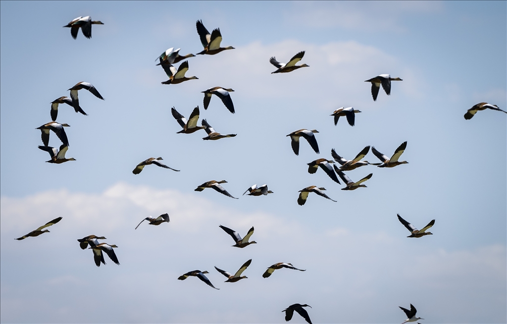 Migratory birds in Ankara's Golbasi - Anadolu Ajansı