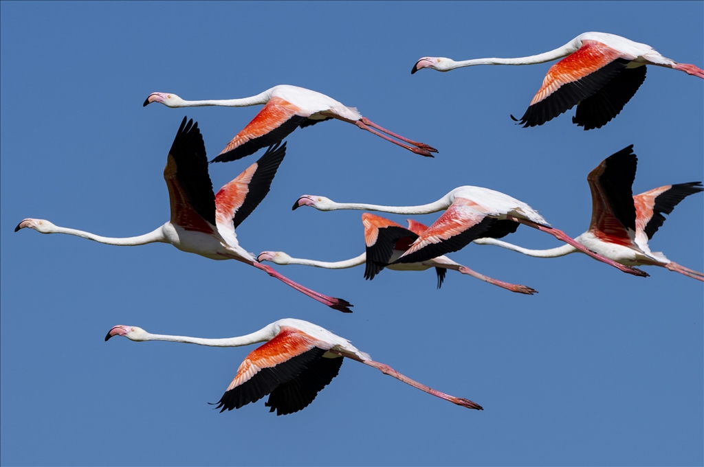 Migratory birds in Ankara's Golbasi - Anadolu Ajansı