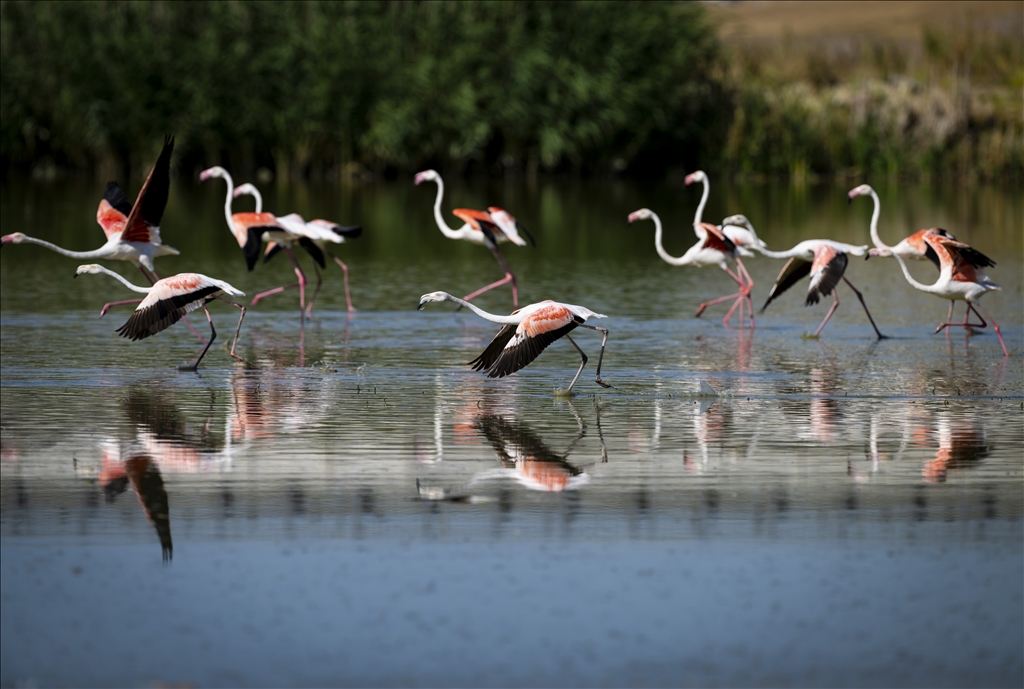 Migratory birds in Ankara's Golbasi - Anadolu Ajansı