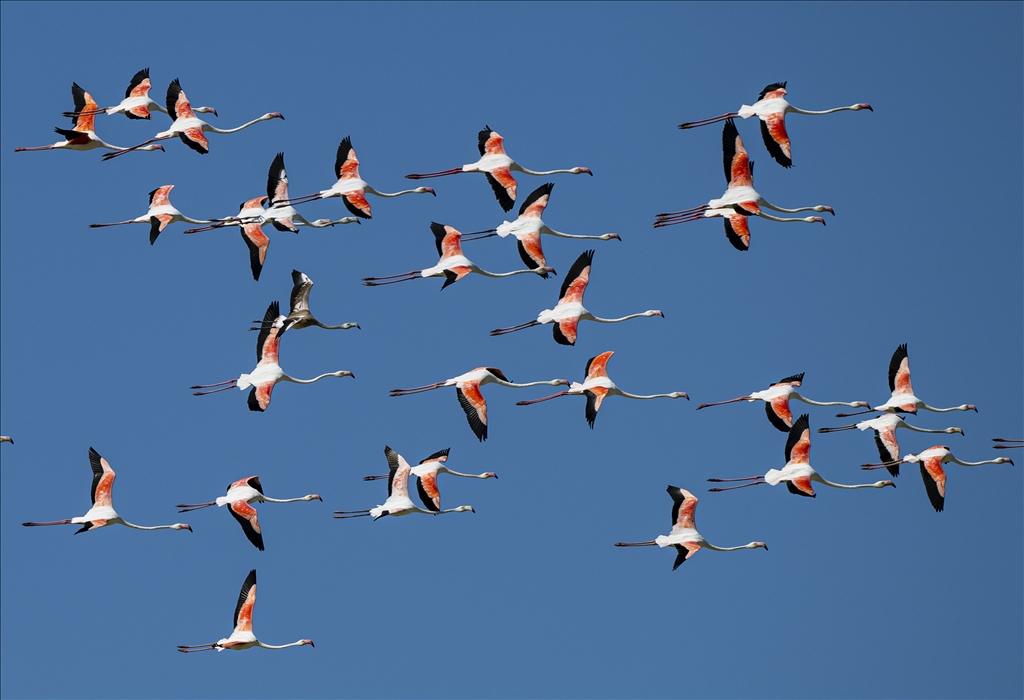 Migratory birds in Ankara's Golbasi - Anadolu Ajansı