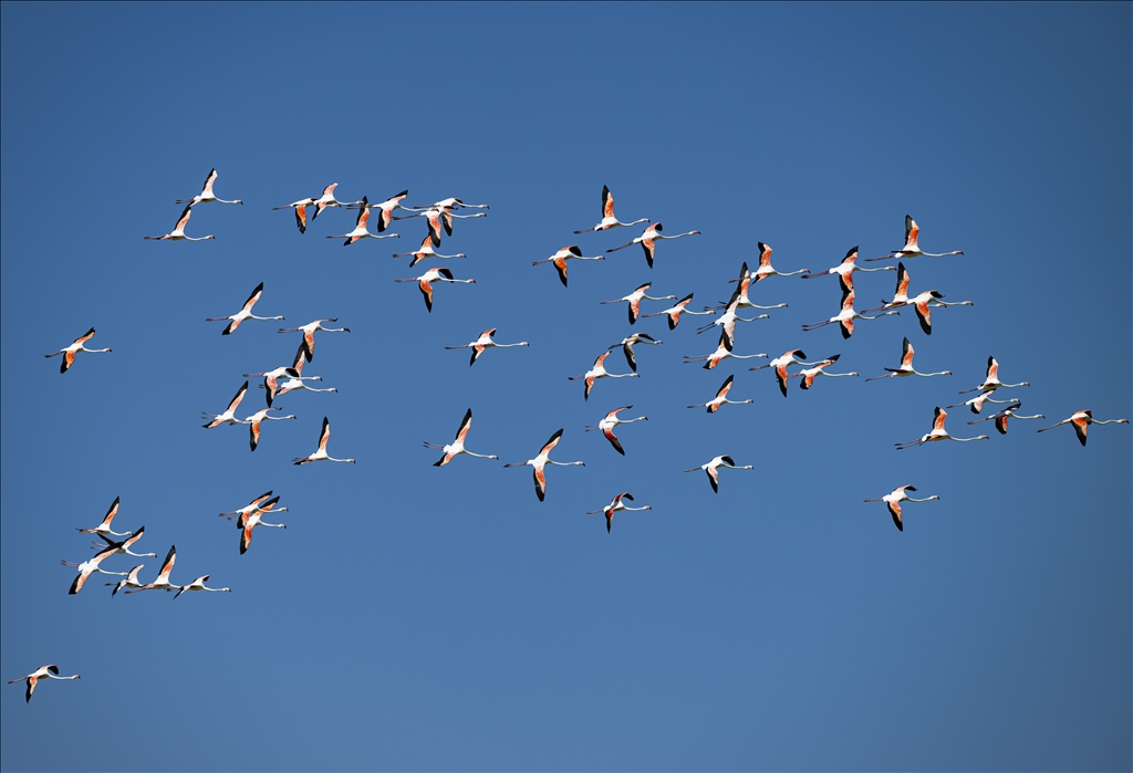 Migratory birds in Ankara's Golbasi - Anadolu Ajansı