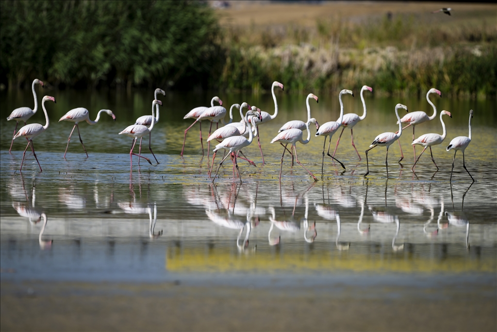 Migratory birds in Ankara's Golbasi - Anadolu Ajansı