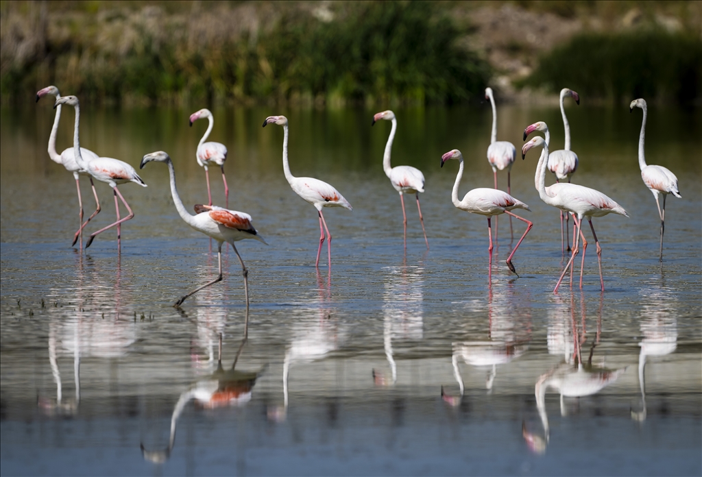 Migratory birds in Ankara's Golbasi - Anadolu Ajansı