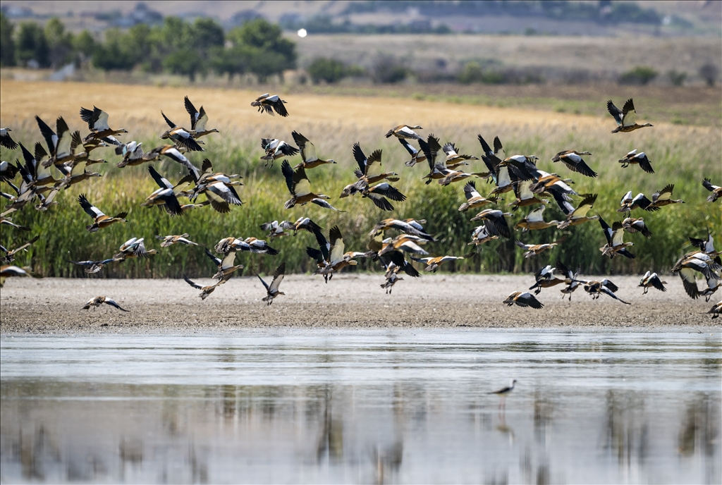 Migratory birds in Ankara's Golbasi - Anadolu Ajansı