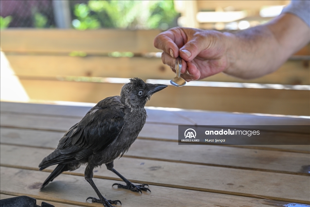 Kargayı elleriyle besliyor - Anadolu Ajansı