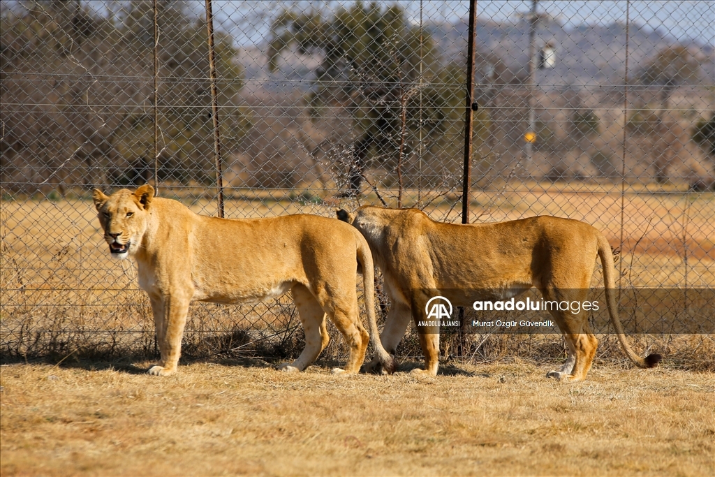 Güney Afrika'da tartışmalı bir turizm sektörü: Tutsak aslan endüstrisi ...