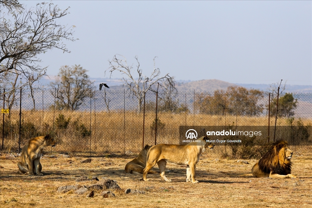 Güney Afrika'da tartışmalı bir turizm sektörü: Tutsak aslan endüstrisi ...