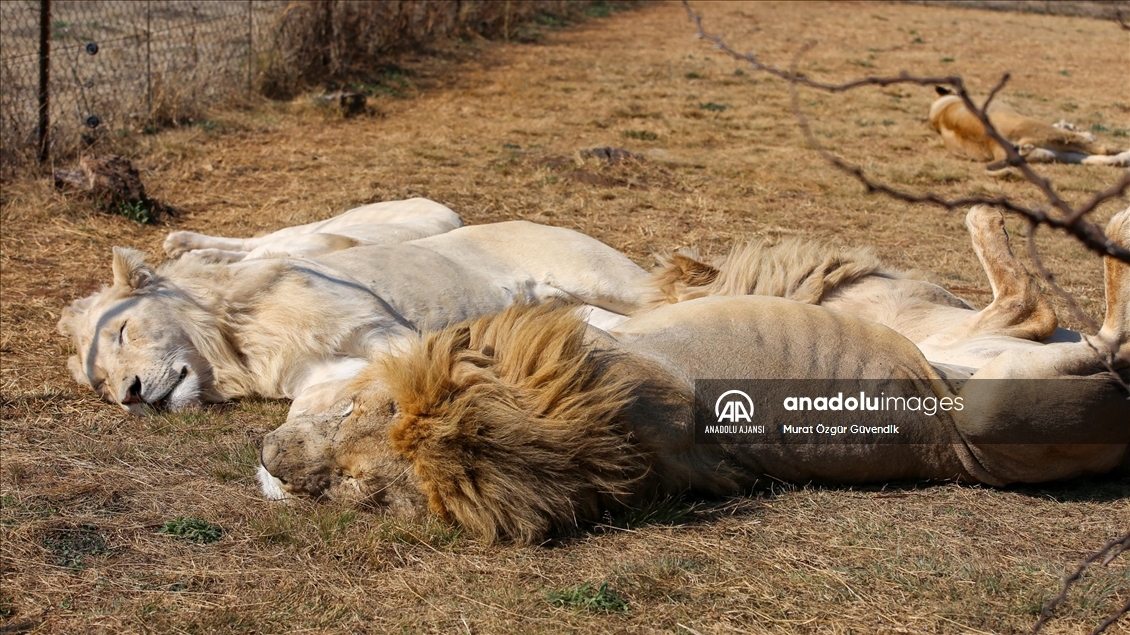 Güney Afrika'da tartışmalı bir turizm sektörü: Tutsak aslan endüstrisi ...