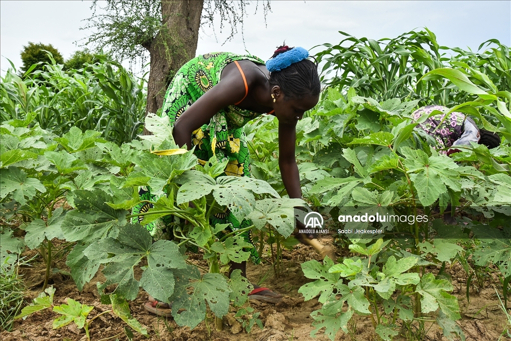 Boko Haram ile Kerawa'da yaşam - Anadolu Ajansı