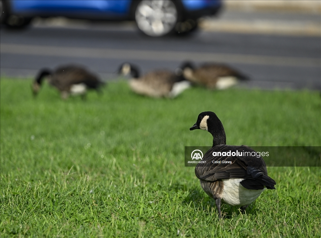 Severe storm and flood warnings in and around the US capital - Anadolu ...