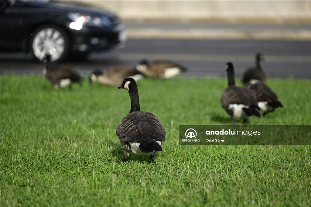 Severe storm and flood warnings in and around the US capital - Anadolu ...