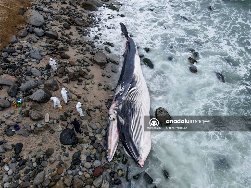 Dev balina cesedi Lima'daki Punta Hermosa plajı kıyısına vurdu ...
