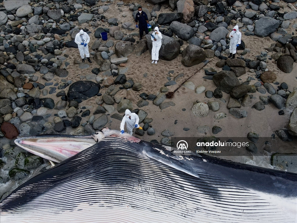 Dev balina cesedi Lima'daki Punta Hermosa plajı kıyısına vurdu ...