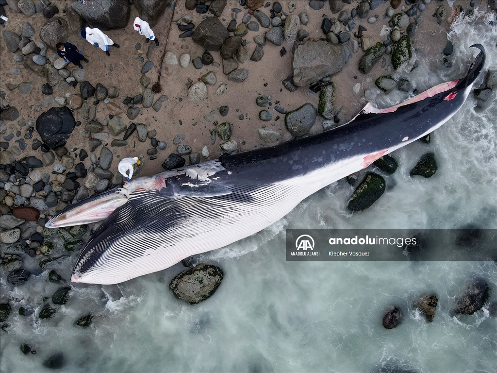Dev balina cesedi Lima'daki Punta Hermosa plajı kıyısına vurdu ...