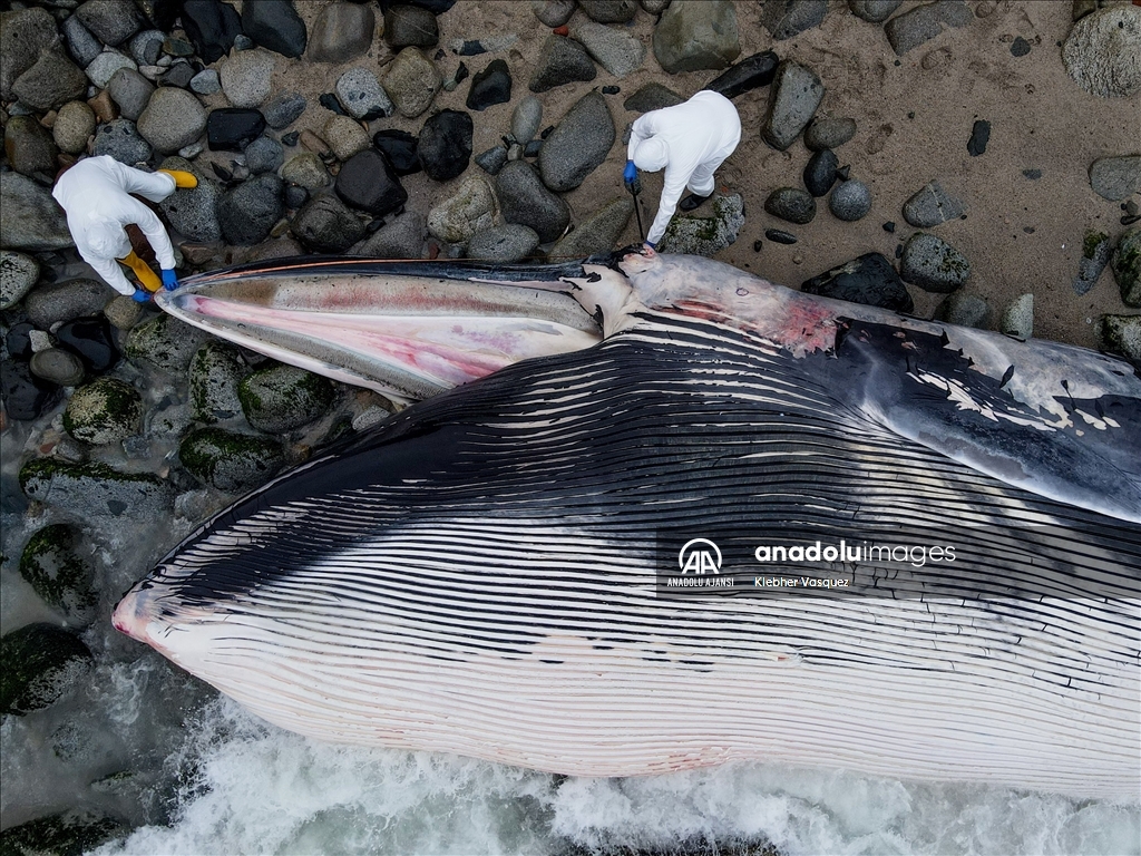 Dev balina cesedi Lima'daki Punta Hermosa plajı kıyısına vurdu ...