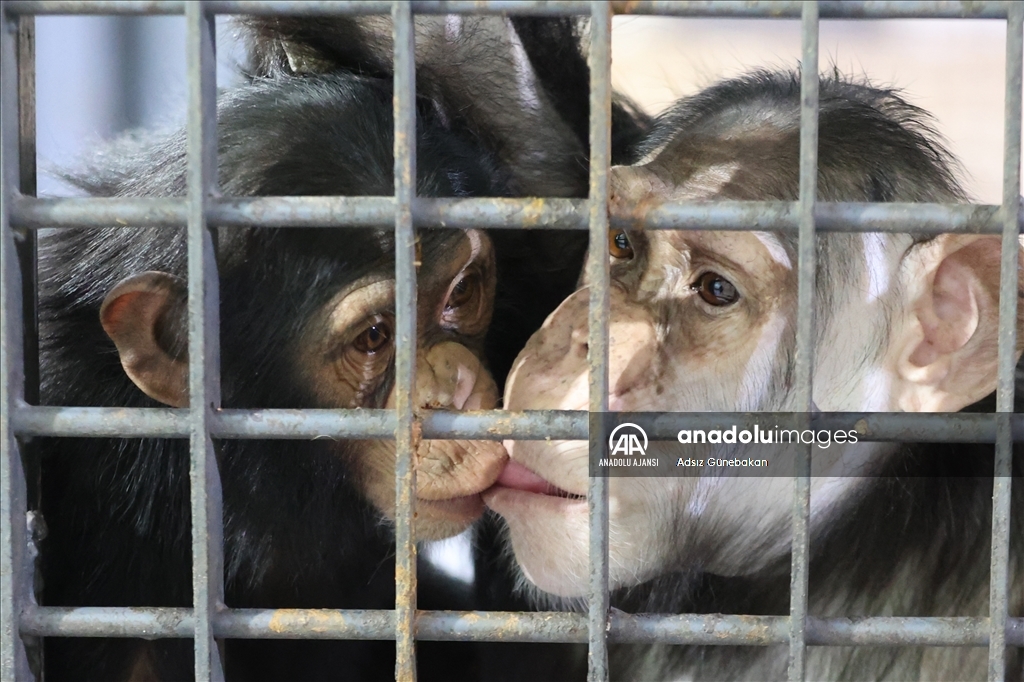 Şempanze "Can", 5 yıl sonra doğan kardeşi sayesinde annesiyle buluştu ...