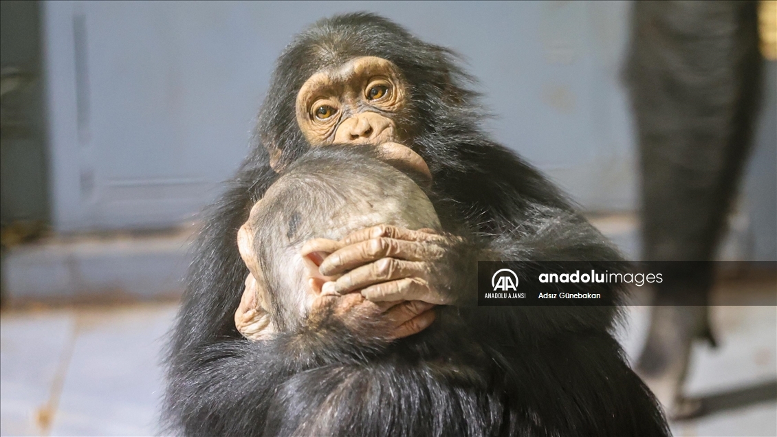 Şempanze "Can", 5 yıl sonra doğan kardeşi sayesinde annesiyle buluştu ...
