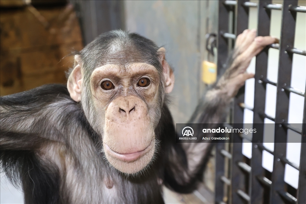 Şempanze "Can", 5 yıl sonra doğan kardeşi sayesinde annesiyle buluştu ...