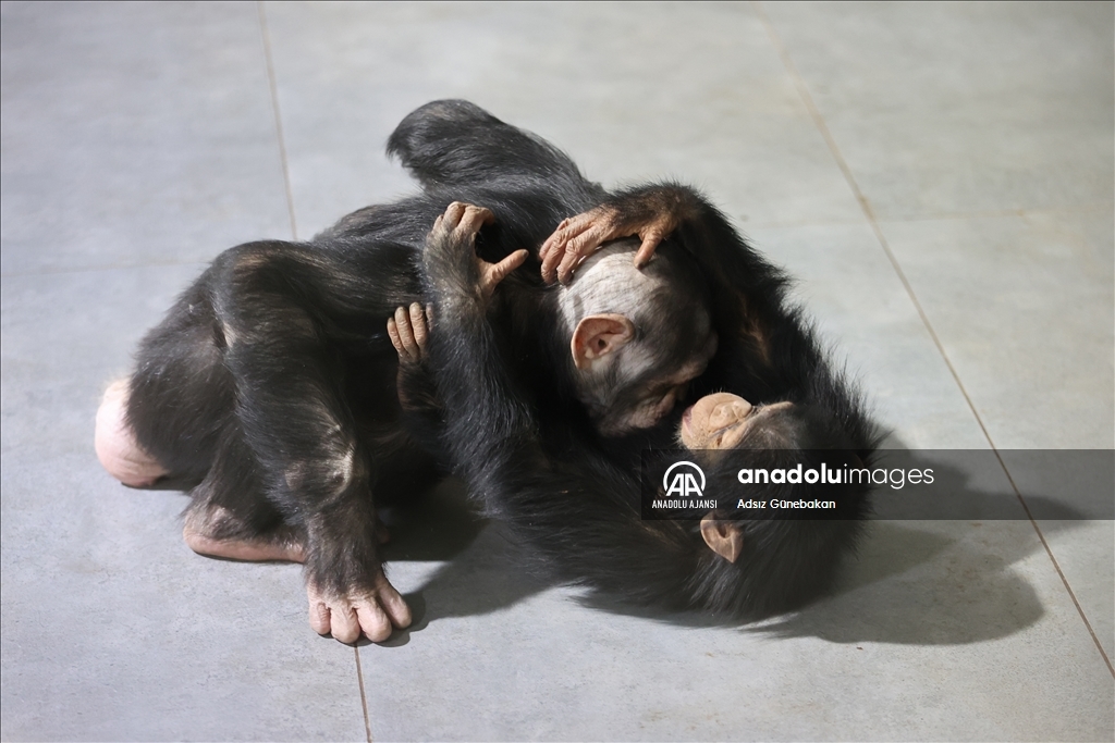 Şempanze "Can", 5 yıl sonra doğan kardeşi sayesinde annesiyle buluştu ...