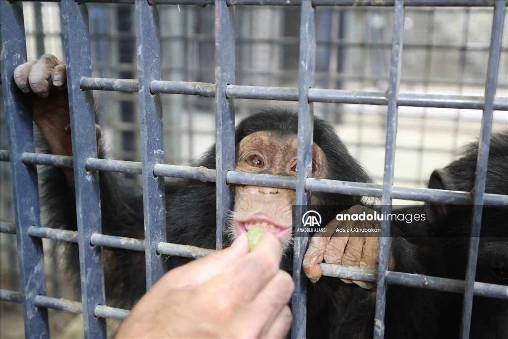 Şempanze "Can", 5 yıl sonra doğan kardeşi sayesinde annesiyle buluştu ...