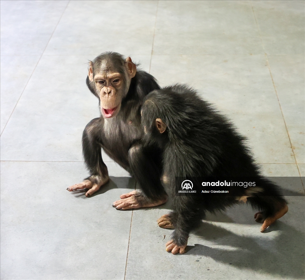 Şempanze "Can", 5 yıl sonra doğan kardeşi sayesinde annesiyle buluştu ...