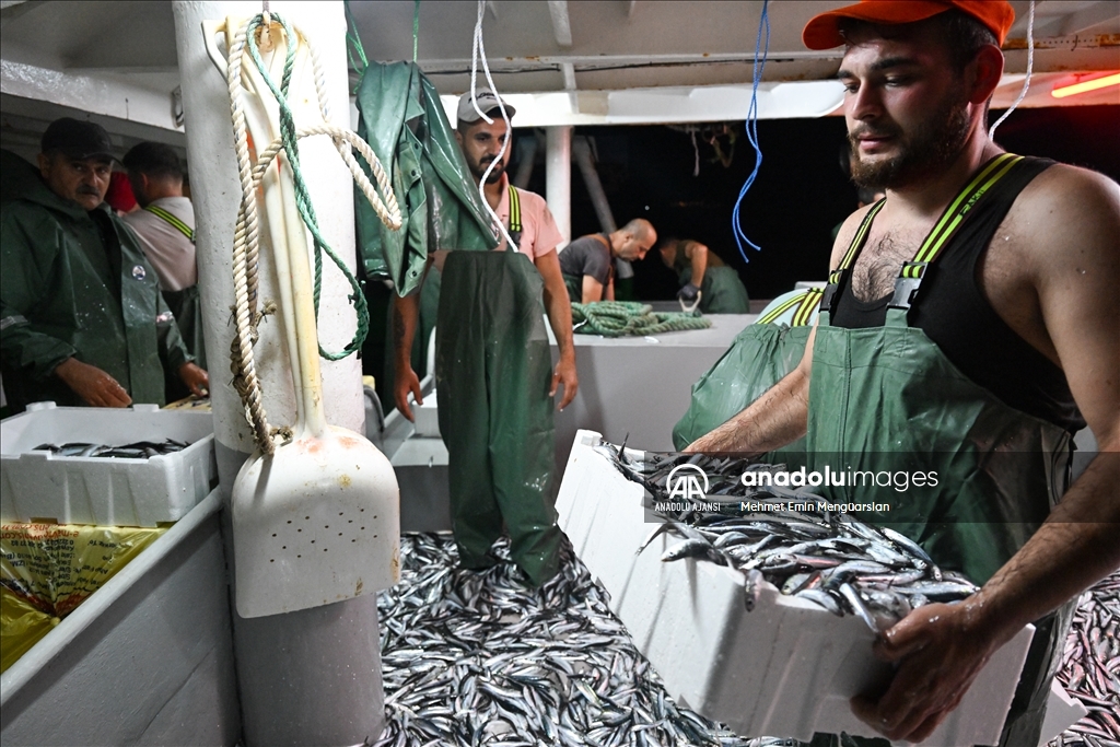 Egeli balıkçılar ilk avdan umutla döndü - Anadolu Ajansı
